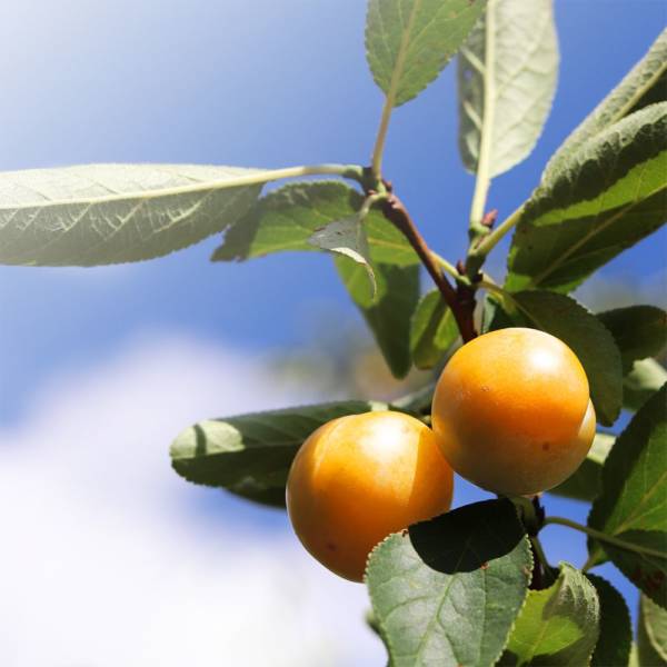 10 secrets de la Mirabelle de Lorraine | Michael Vessiere