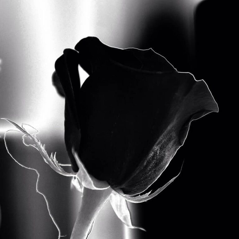 Les 5 significations du Noir - Michaël Vessière