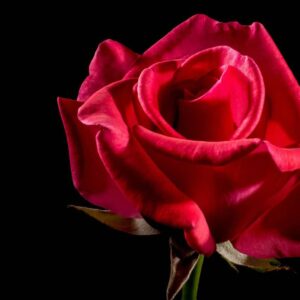 Les 5 significations du rouge - Michaël Vessière