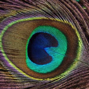 Les 5 significations de la plume - Michaël Vessière