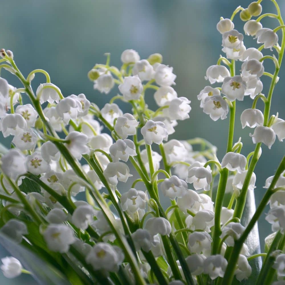 Fleur De Mai Fleurs De Mai : Un Resto Chinois Incontournable à Paris