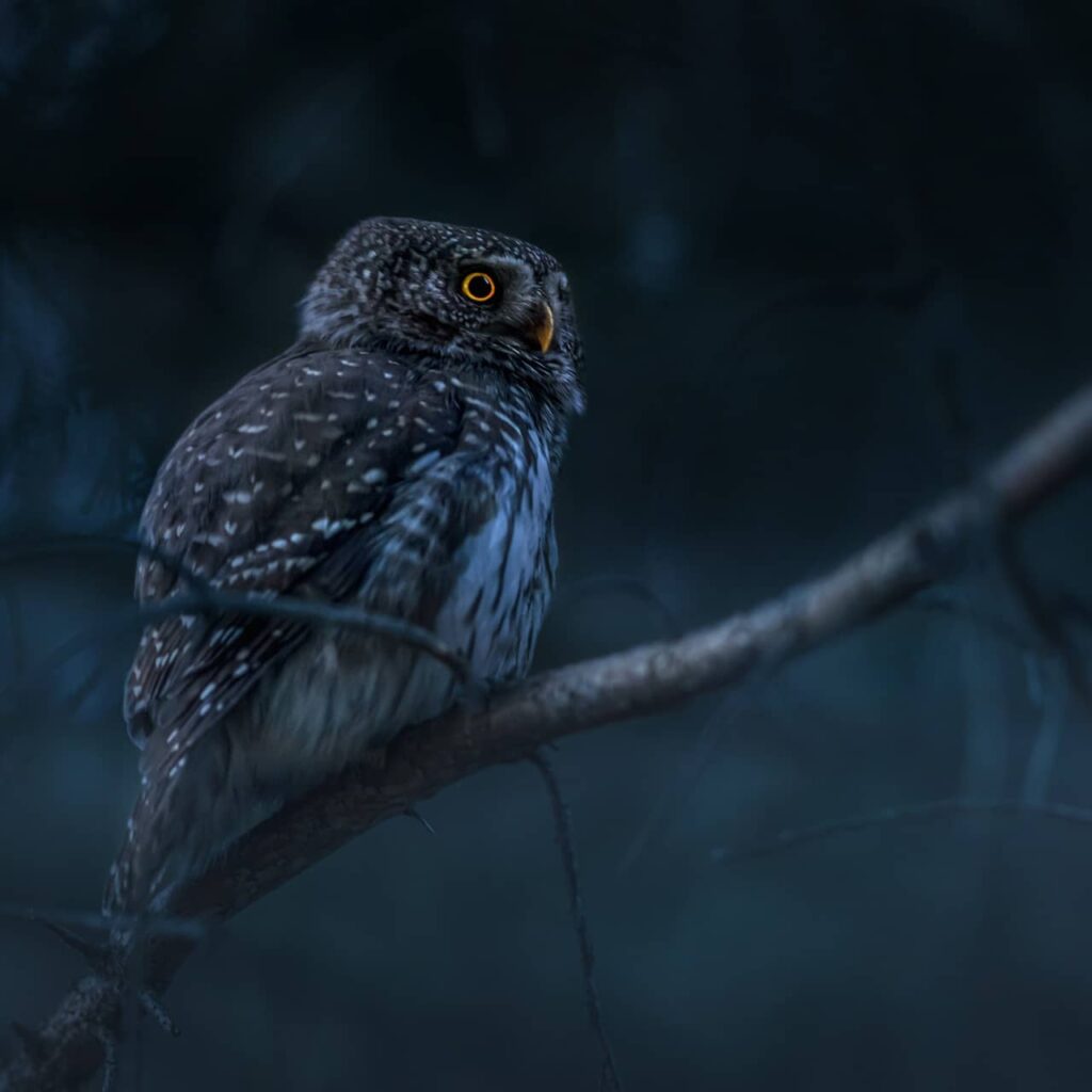 Entendre Une Chouette La Nuit Signification Spirituelle