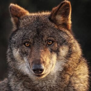 Quelle est la signification du loup, animal totem