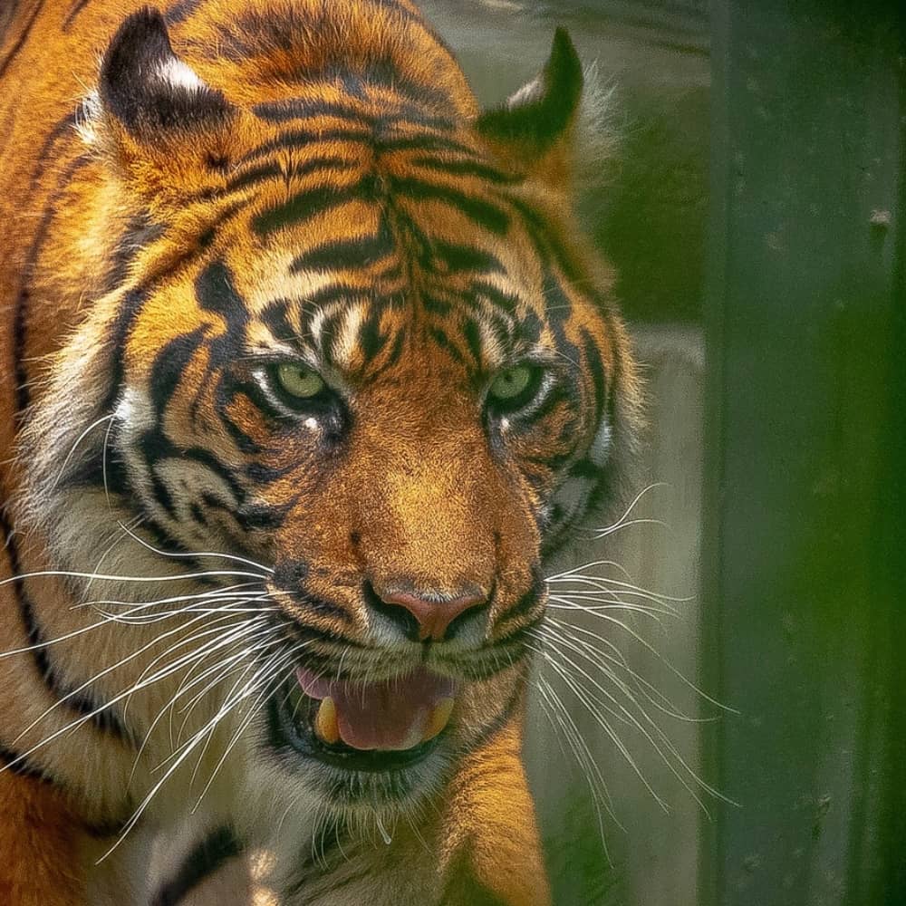 Quel est votre animal totem ? Le top 20 - Michaël Vessière