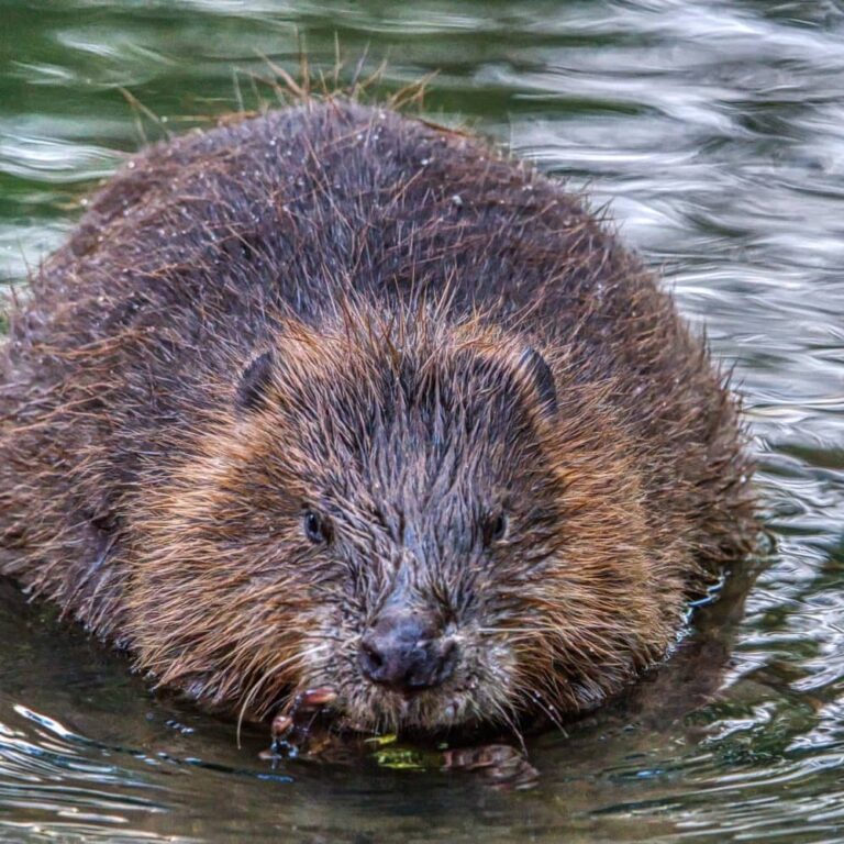 Quelle est la signification du castor, animal totem ? Michaël Vessière