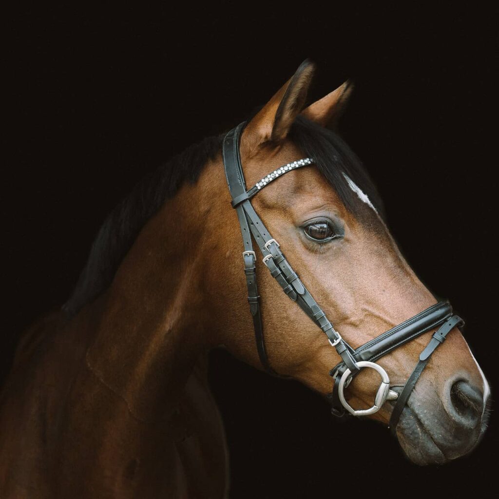 Quelle est la signification du cheval, animal totem ? Michaël Vessière